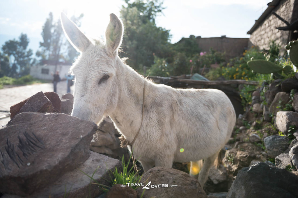 【秘魯】Colca Canyon 科爾卡大峽谷－認住呢隻鷹 – The Travel Lovers