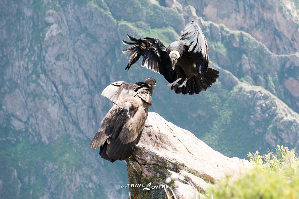 【秘魯】Colca Canyon 科爾卡大峽谷－認住呢隻鷹 – The Travel Lovers