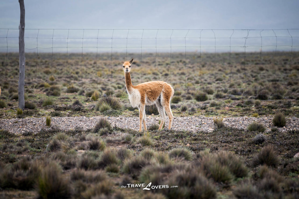 【秘魯】Colca Canyon 科爾卡大峽谷－認住呢隻鷹 – The Travel Lovers