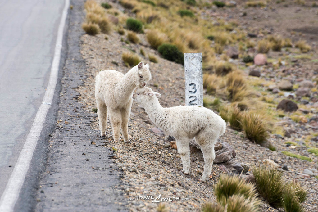 【秘魯】Colca Canyon 科爾卡大峽谷－認住呢隻鷹 – The Travel Lovers